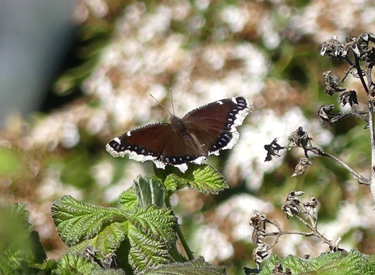 2025 April 18 morning – Invert Sightings