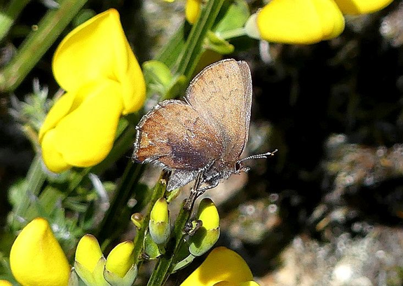2025 April 27 morning – Invert Sightings