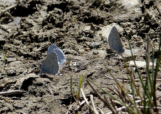 2025 May 4 evening – Invert Sightings