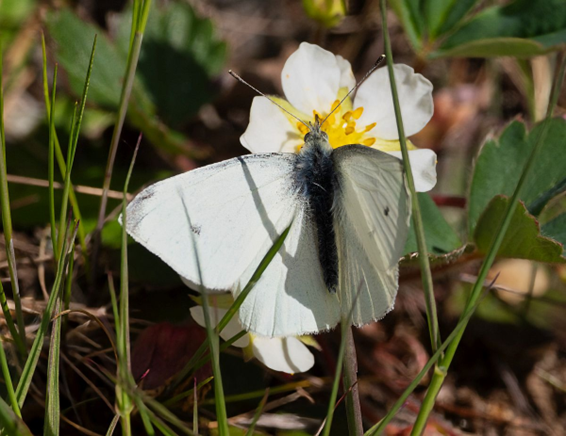 2025 May 5 morning – Invert Sightings