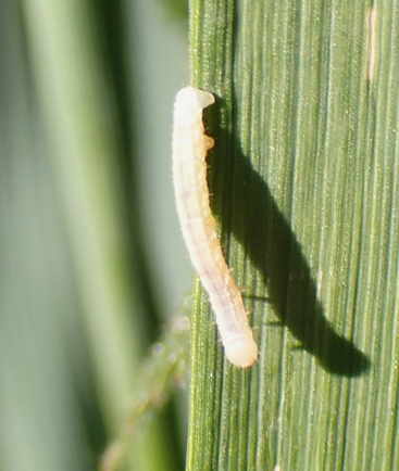 2025 May 5 evening – Invert Sightings