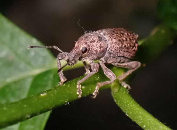 2025 May 12 morning – Invert Sightings