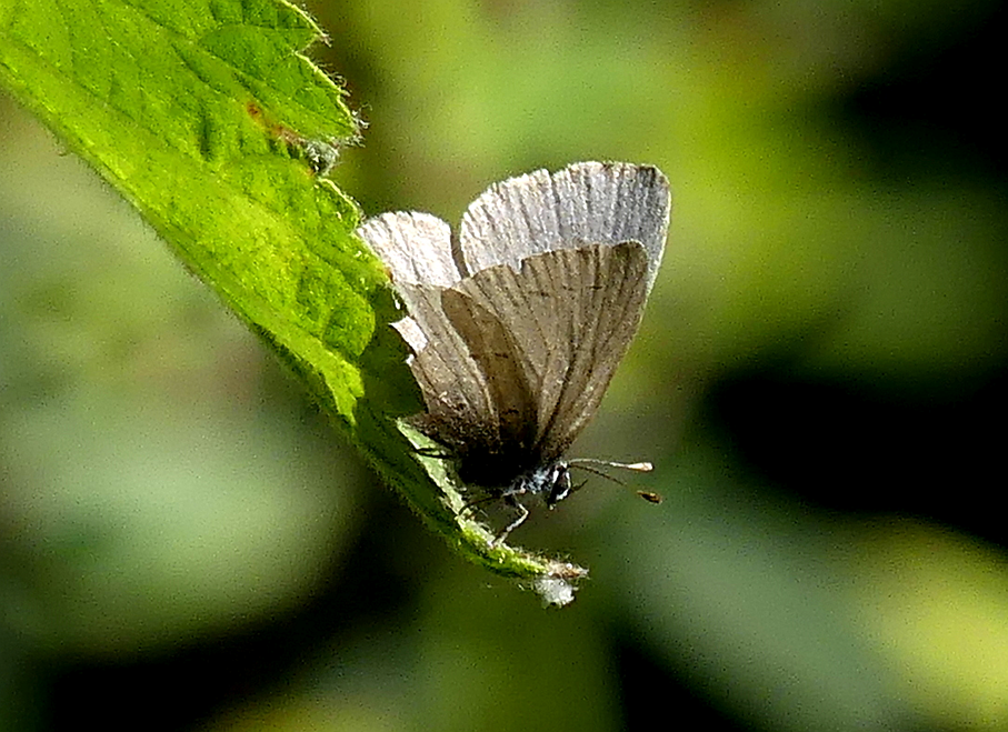 2025 June 8 evening – Invert Sightings