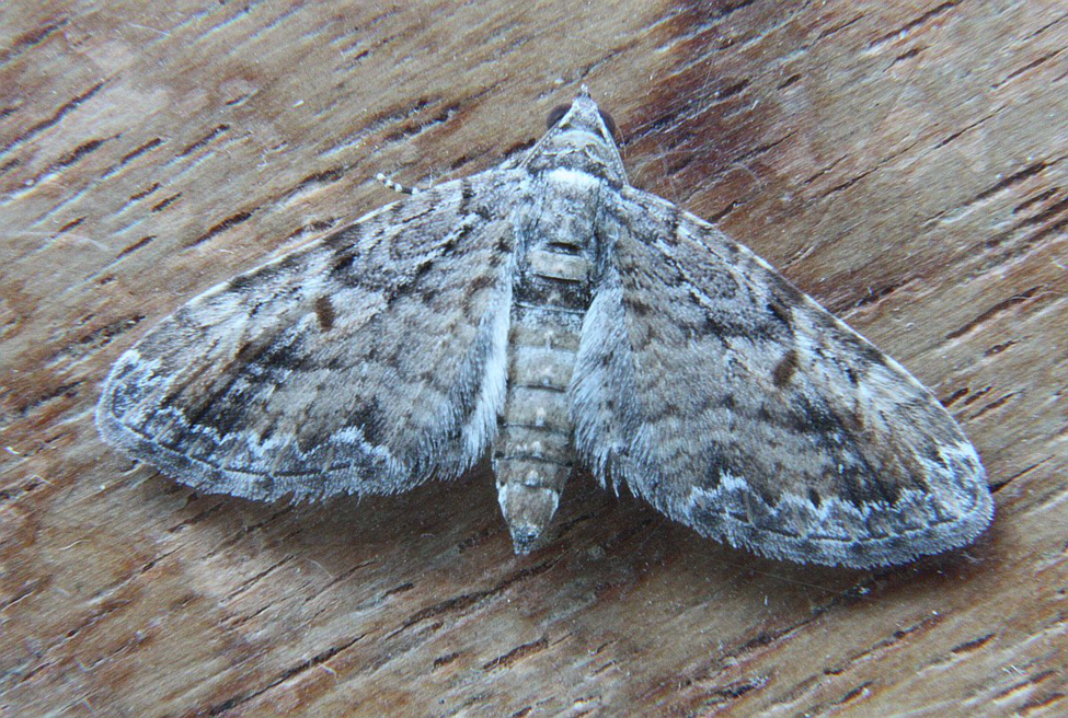2025 July 8 morning – Invert Sightings